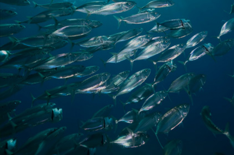 ERP Management Software | EDISA | LIBRA ERP